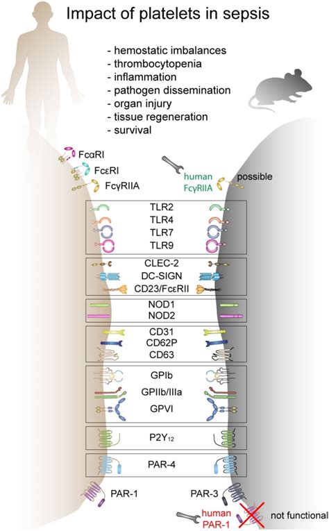 Platelets In Sepsis An Update On Experimental Models And Clinical Data