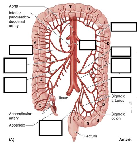 Diagram Of Git Quizlet
