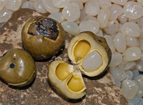 Kaong The Sweet Sugar Palm Fruit Growing Tips And Nutritional