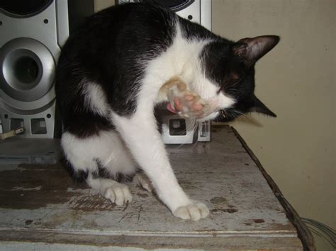 Cats Can Get Mammary Gland Cancer