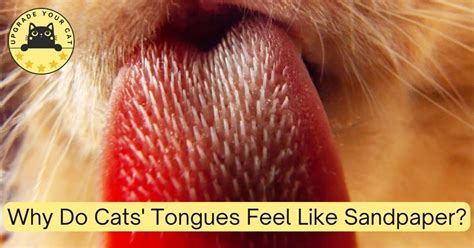 Why Do Cats Tongues Feel Like Sandpaper