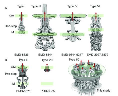 Fig S9 Comparison Of T9sss With Other Bacterial Secretion Systems A