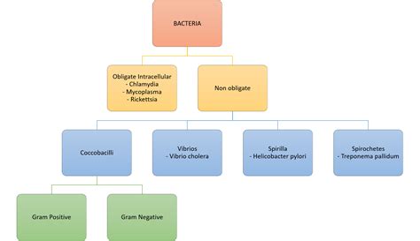 Gram Positive Organisms Chart