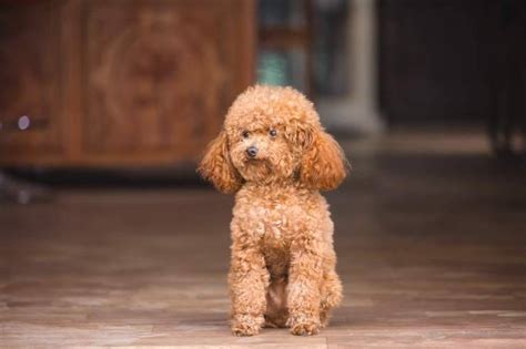 Barboncino Nano 7 Cose Che Forse Non Conoscete Su Questo Cane