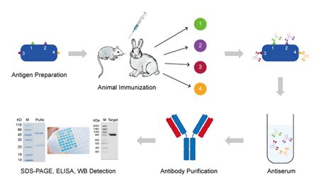 Benefits Of A Single Cro For Positive Control Antibody Production And Immunogenicity Assay