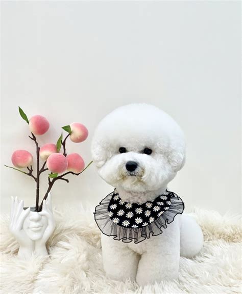 광주애견미용수완지구모멍트수완지구애견미용광주비숑미용 네이버 블로그