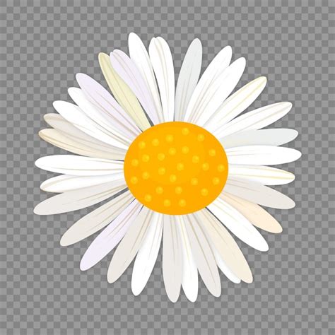 Flor Blanca Con Centro Amarillo Sobre Fondo Transparente Vector Premium