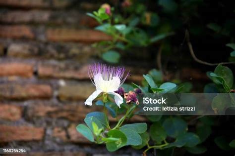 배경에 벽돌 벽이있는 케이퍼 식물의 꽃에 대한 선택적 초점 0명에 대한 스톡 사진 및 기타 이미지 0명 개화기 건강한 식생활 Istock