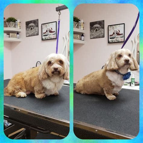 Dog Grooming Appleton Wisconsin Wags And Whiskers Pet Resort