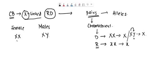 Solved Which Ofthe Following Is True About The Inheritance Of