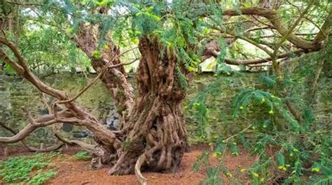 Ancient Yew Trees The Uks Oldest Yews Woodland Trust