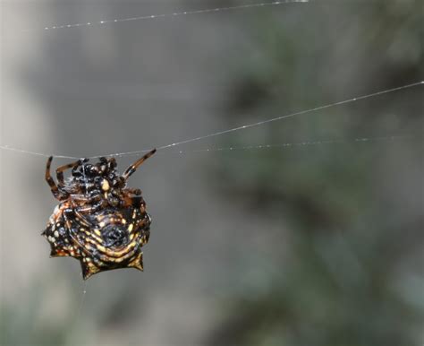 How Do Spiders Make Webs