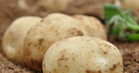 흰 쌀밥 대신 껍질째 구운 감자허리둘레 줄여주는 반전 식단