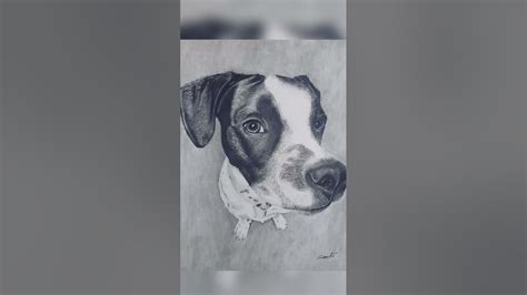 Pencil Drawing Dog Doglover Art Drawing Sketch Artist