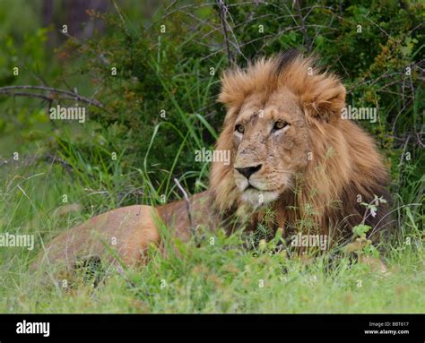 Portrait African Lion Panthera Leo Resting In The Grass Kruger