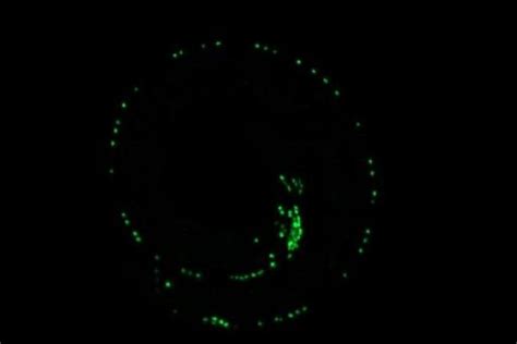 Decoding Cellular Diversity In The Nervous System Neuroscience Institute