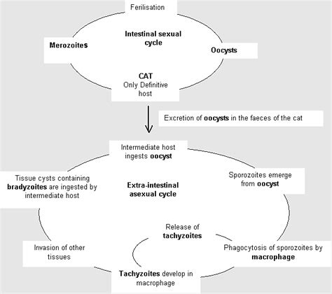 Toxoplasma Life Cycle