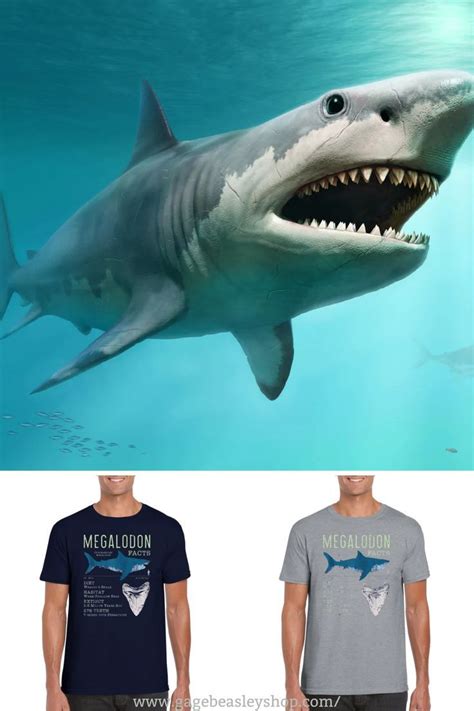 Megalodon The Biggest Shark To Have Ever Lived Roamed The Seas For Millions Of Years Preying