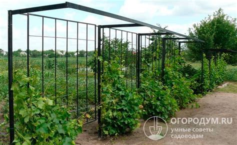 Шпалеры для винограда своими руками: чертежи, фото, видео