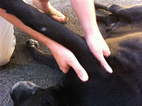 Le Massage Canin Son Rôle Ses Bienfaits Pour Le Chien Un