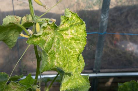 Cucumber Plant Showing Symptoms Of Mosaic Virus Stock Image Image Of Close Problem 339160349