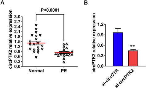 Circptk2 Is Downregulated In Pe A The Relative Expression Of Circptk2