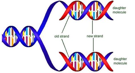 Dna Replication Sbi4u Resource Website