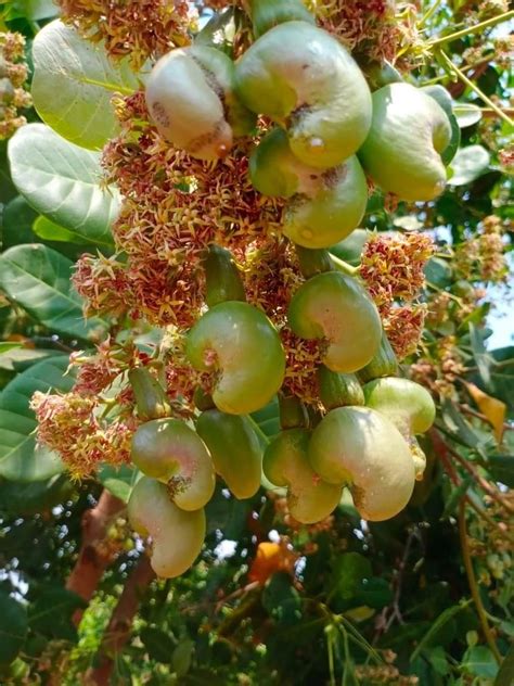 ក្ដីសុខកសិករខ្មែរ Added A New Photo ក្ដីសុខកសិករខ្មែរ