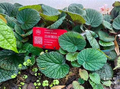 昆明植物园建成极小种群野生植物保育温室——中国科学院西双版纳热带植物园 植物科学数据中心