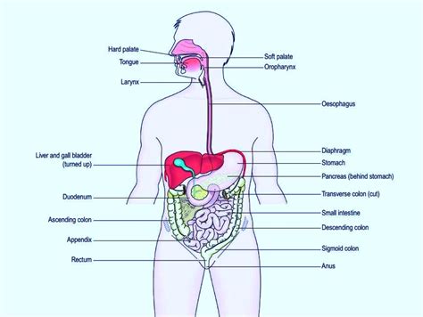 The Human Digestive System Its Parts And Functions Nursing 55 Off