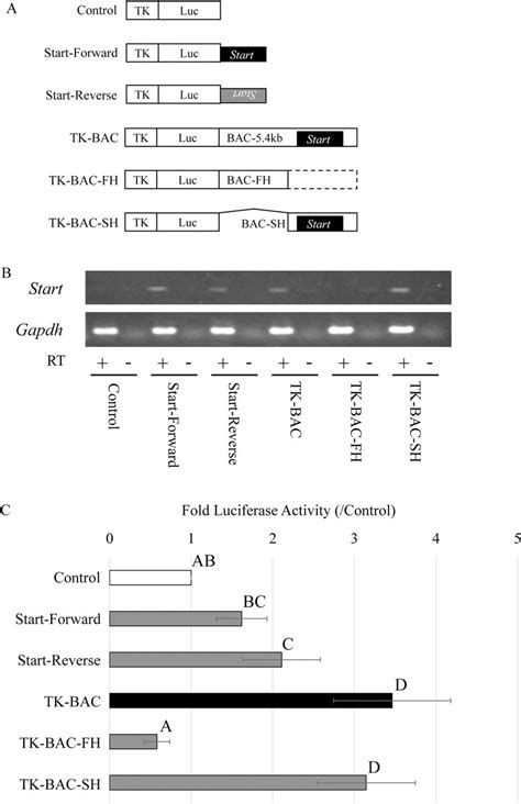 enhancer activity of parts of the bac 5 4kb sequence a reporter
