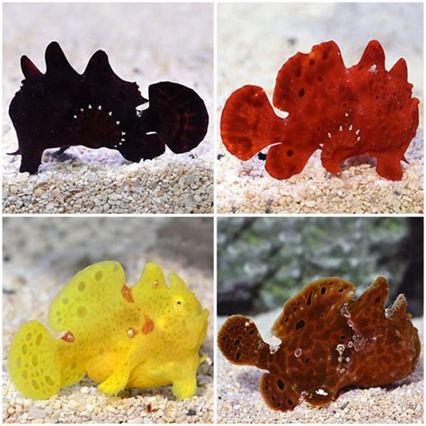 Assorted Anglers Saltwater Aquarium Fish