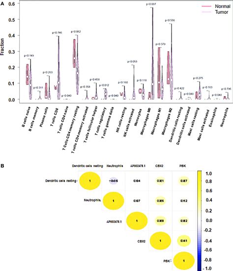 Immune Cells And Cbx2 Pbk Ap0024781 In Hcc A Heatmap Of The Three