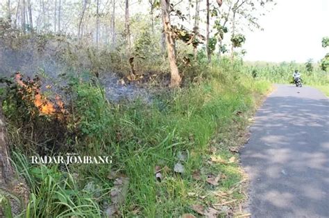 Awas Lima Kecamatan Di Jombang Rawan Kebakaran Hutan Radar Jombang
