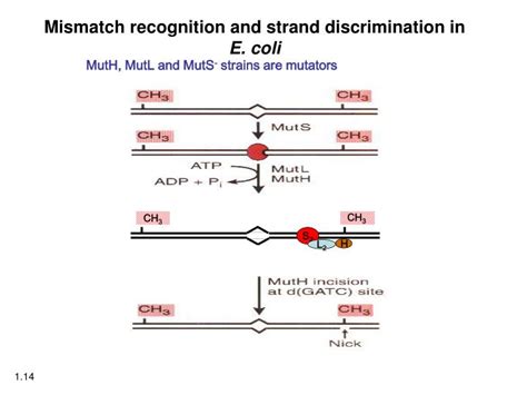 PPT Lecture DNA Damage Damage Reversal Base Excision Repair Mismatch Repair PowerPoint