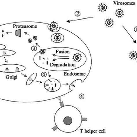 Diagrammatic Representation Of The Interplay Of Virosomes With The Download Scientific Diagram