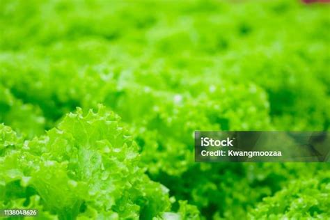 근접 촬영 신선한 유기농 녹색 잎 양상추 샐러드 식물 수경 재배 야채 농장 시스템 건강한 생활방식에 대한 스톡 사진 및 기타 이미지 건강한 생활방식 건강한 식생활
