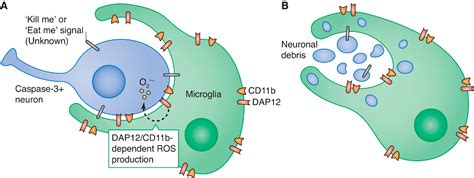 Figure 1 From Cell Biology In Neuroscience Architects In Neural