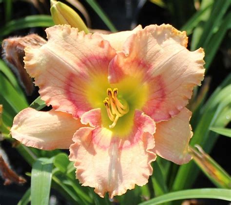 Daylily Hemerocallis Dixie Rhythm In The Daylilies Database
