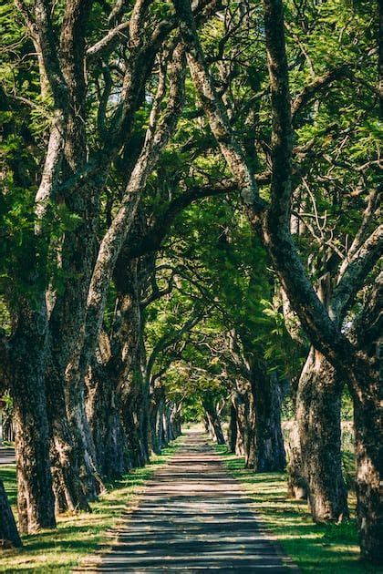 Free Tree Image On Unsplash Tree Images Photo Unsplash