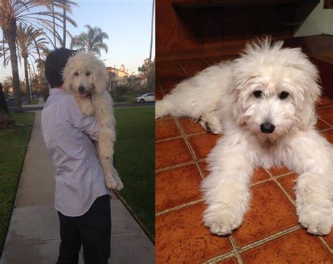 Oh How Theyve Grown Sunshine Doodles