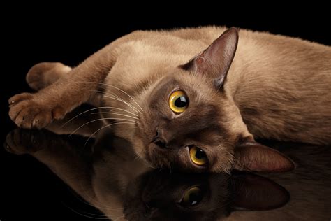 Burmese Cats A Guide To The Breed Prettylitter