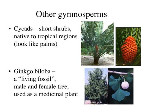 Ppt Gymnosperm Intro And Evolution Life Cycle And Reproduction Uses