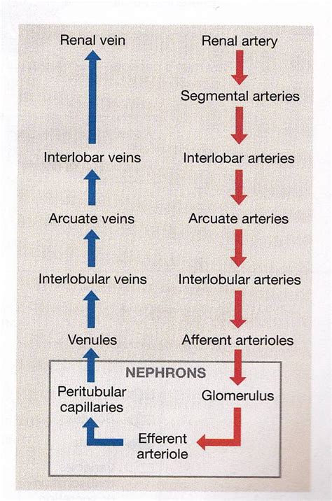 Anatomi Sistem Urinarius Medical Music