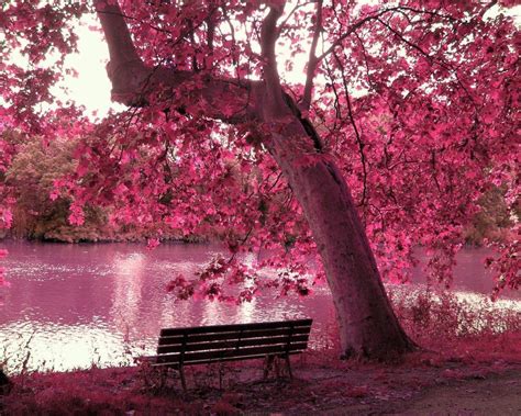 🔥 Free Download Beautiful Pink Wallpaper By Cynthiab3 Wallpapersafari