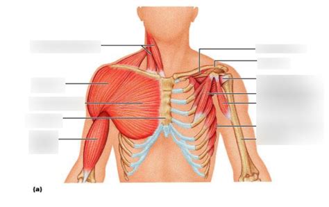 Pectoralis Minor Serratus Anterior And Subclavius 49 Off