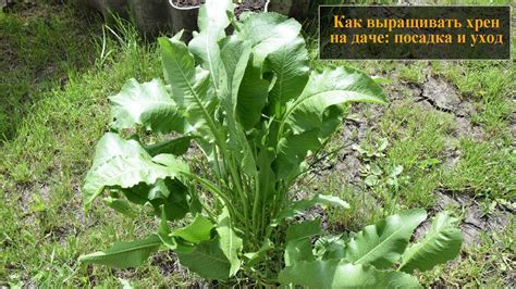 Как правильно выращивать хрен на даче посадка и уход Youtube