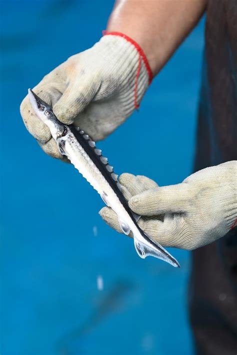 （新華全媒·新時代中國調研行·長江篇）「水中大熊貓」的「奶爸」 每日頭條