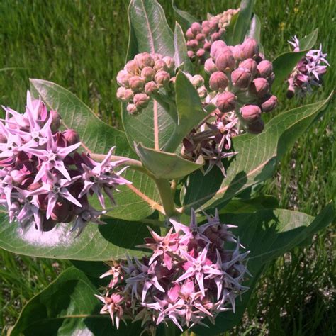 Asclepias Incarnata Cinderella