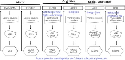 Prefrontal Lobe Functions Flashcards Quizlet